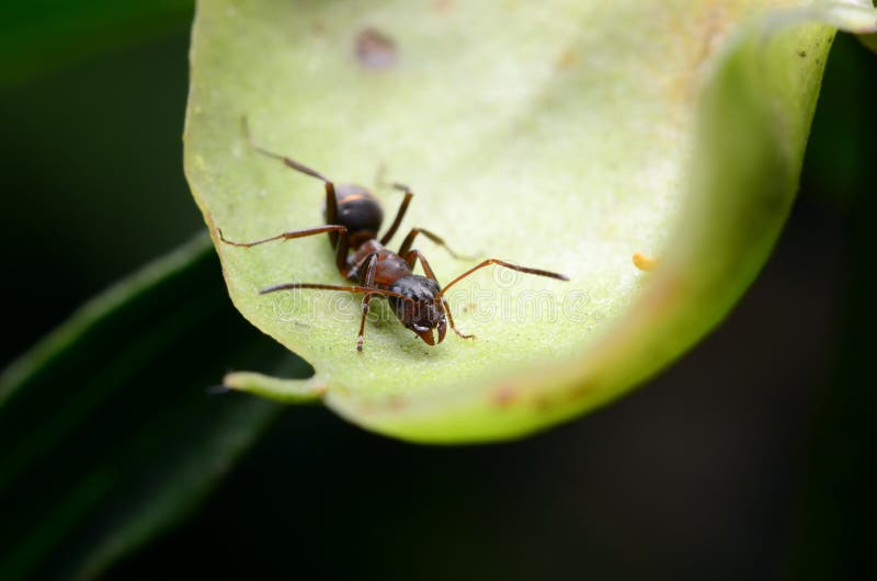 Nourriture De Transport De Fourmi Image stock - Image du portez ...
