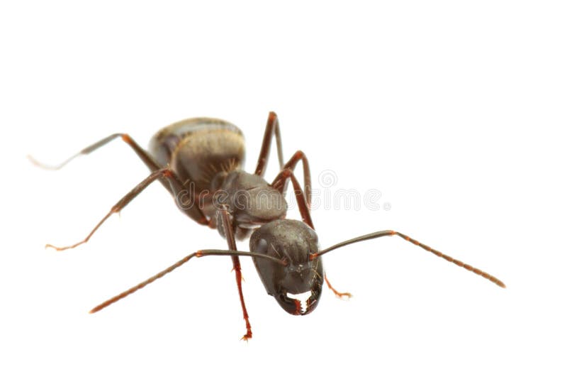 Fourmi photo stock. Image du isolement, brun, antenne - 2463174