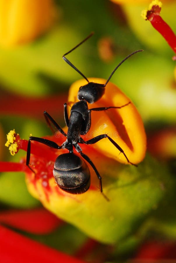 37,687 Fourmi Photos libres de droits et gratuites de Dreamstime