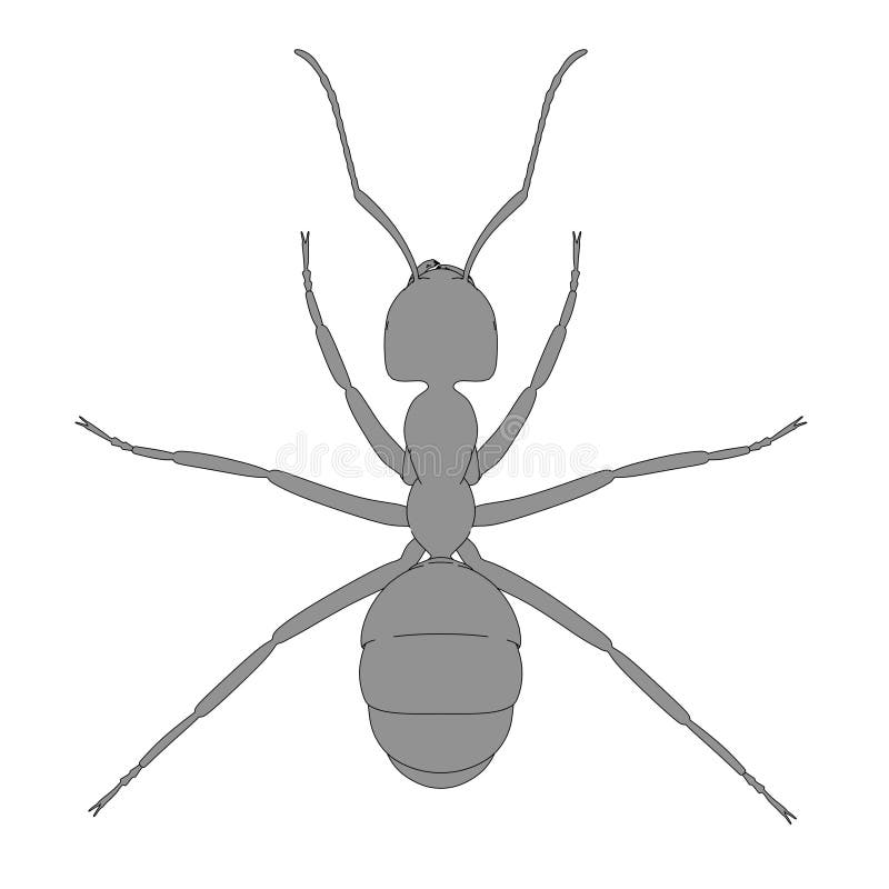 Fourmi illustration stock. Illustration du fourmi, forêt - 91906982