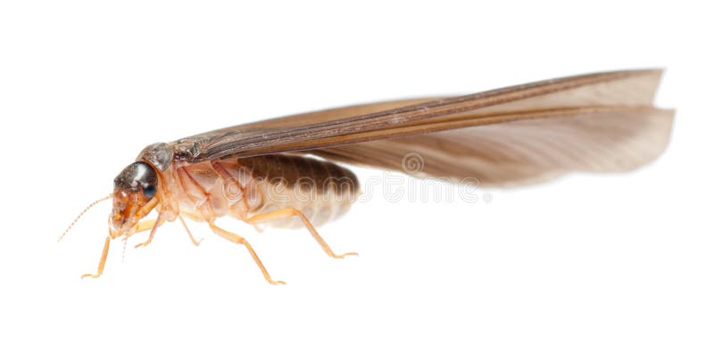 Fourmi blanche de termite image stock. Image du aile - 20389653