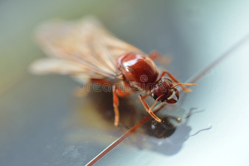Fourmi blanche de termite photo stock. Image du mort - 41494012