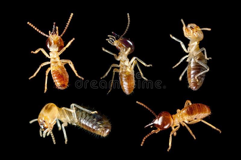 Fourmi Blanche De Termite D'isolement Image stock - Image du blanc ...