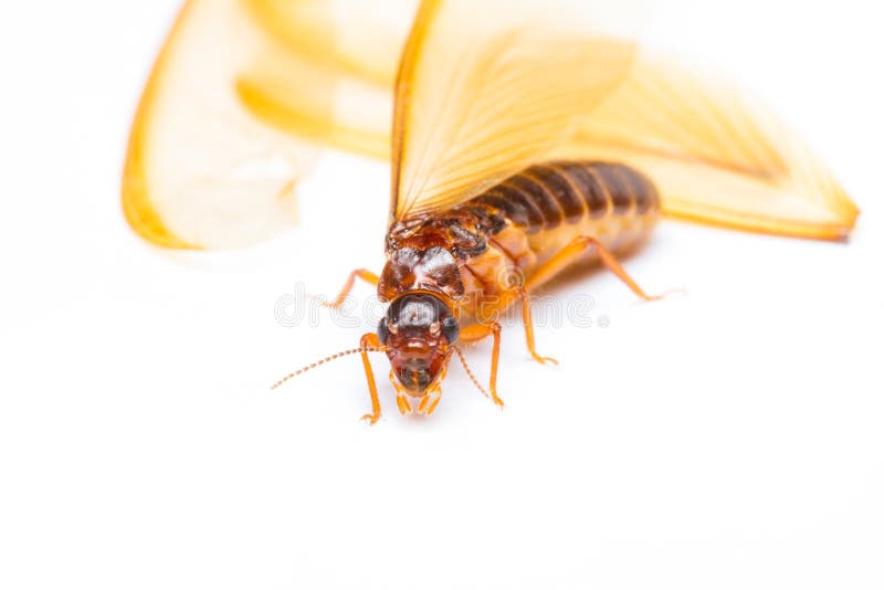 Fourmi blanche de termite photo stock. Image du mort - 41494012