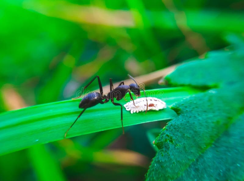 361 Photos de Fourmis Ligne Noire - Photos de stock gratuites et libres ...