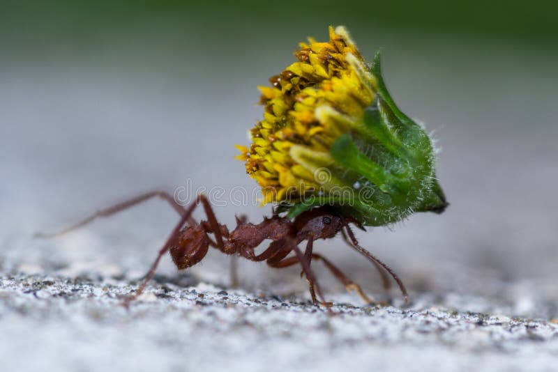 Fond de nid de fourmi photo stock. Image du intérieur - 37552432