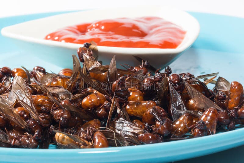 Fourmi De Ried - Fourmis Souterraines Frites Photo stock - Image du ...