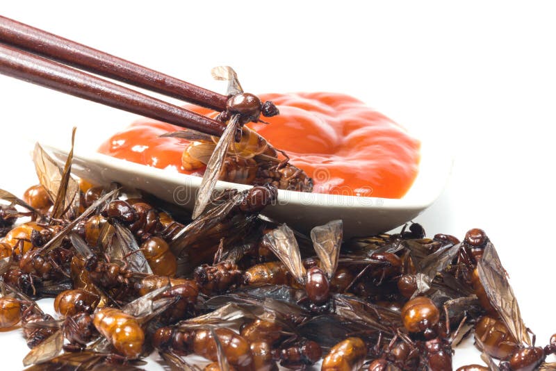 Fourmis Et Sauterelle Souterraines Dans La Cuvette De Fer Photo stock ...