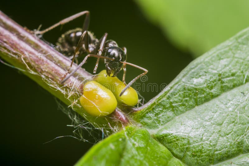 Fourmi noire image stock. Image du griffes, anomalies - 24720021