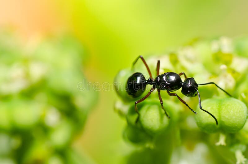 Fourmi Noire En Nature Verte Image stock - Image du nature ...
