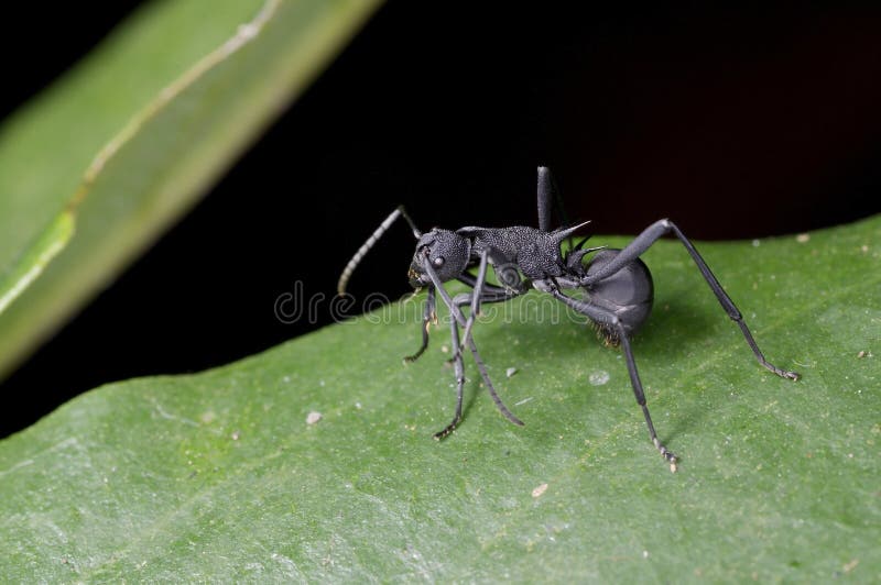 Fourmi noire sauvage image stock. Image du arbre, parasite - 27236149