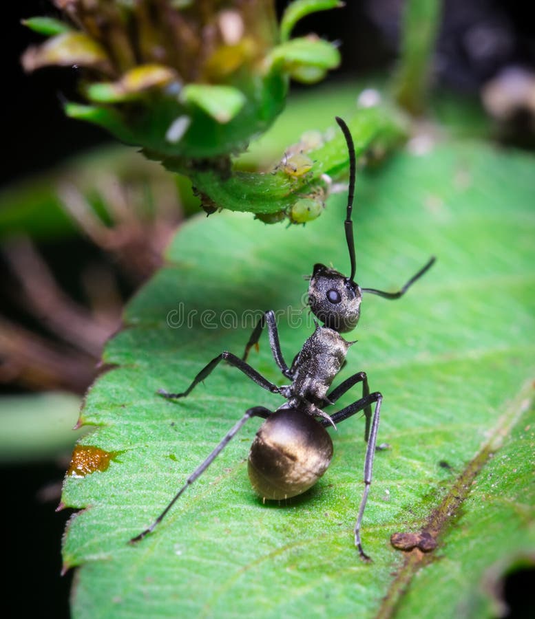 Fourmi Noire Sur La Lame Verte Image stock - Image du antenne, herbe ...