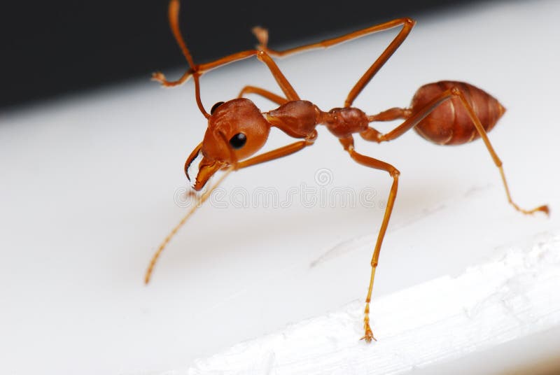 Fourmi rouge photo stock. Image of mandibules, décomposez - 19409278