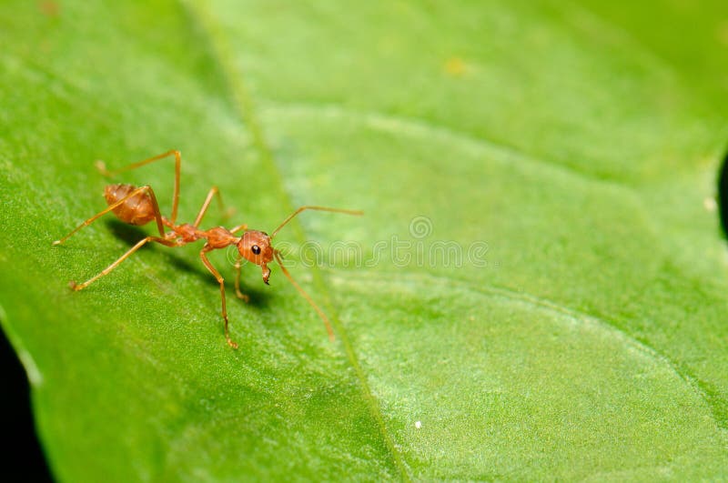 Main Rouge D'homme De Morsure De Fourmi De Plan Rapproché Photo stock ...
