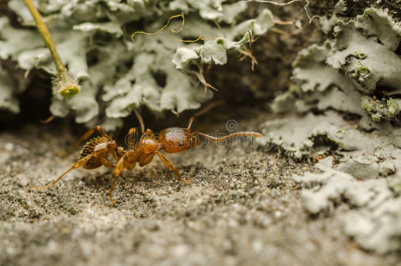1,111 Photos de Fourmis Avec Des Ailes - Photos de stock gratuites et ...