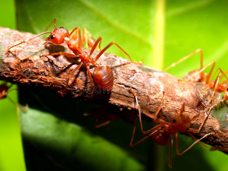 Fourmi rouge photo stock. Image du explorez, blanc, marche - 2794100
