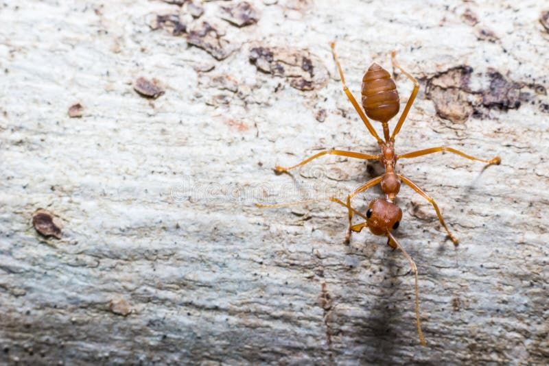 Fourmi rouge photo stock. Image du chaud, nature, fourmi - 2794100