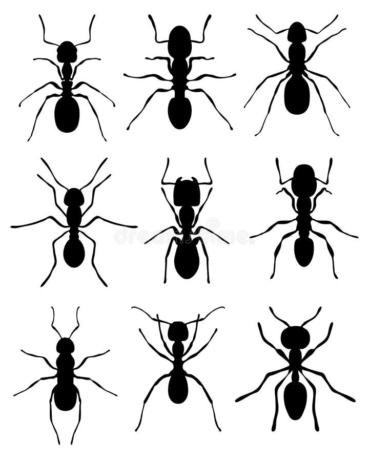 Fourmis illustration stock. Illustration du image, ornemental - 43196270