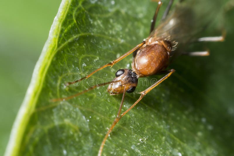 Les Fourmis Avec Des Ailes Augmentent La Terre Photo stock - Image of ...