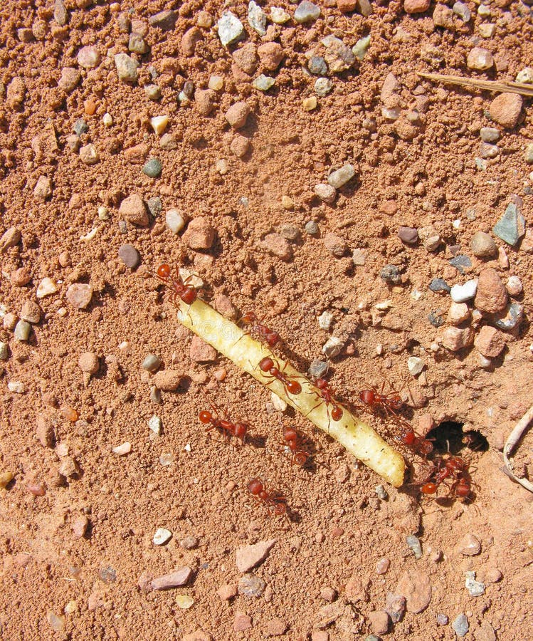 Fourmis avec la nourriture image stock. Image du réussite - 18223633