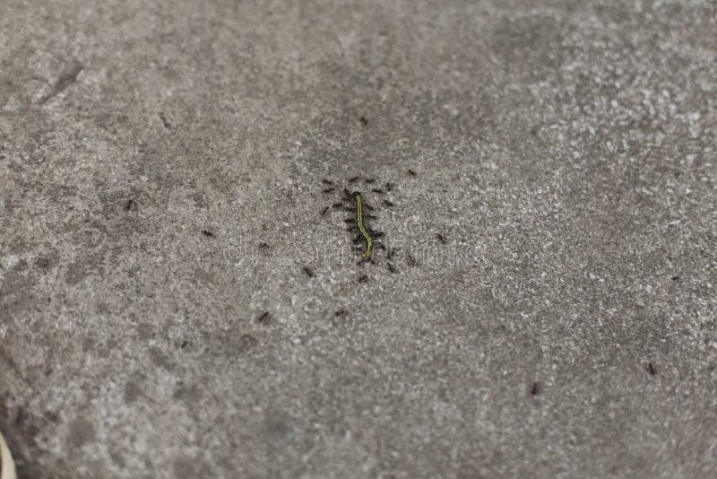 Les Fourmis Mangent La Chenille Image stock - Image du fourmilière ...