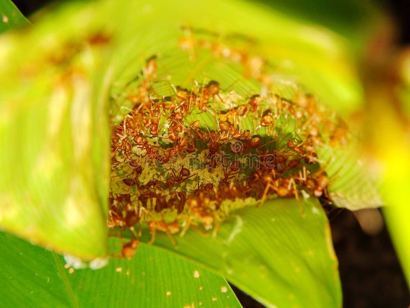 Fourmis dans le nid photo stock. Image du oeufs, teamwork - 103047762
