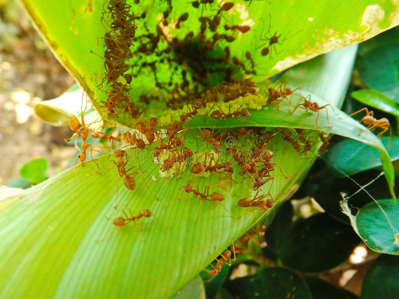 Fourmis dans le nid photo stock. Image du oeufs, teamwork - 103047762