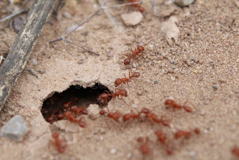 Fourmis de feu photo stock. Image du biologie, groupe - 61824988