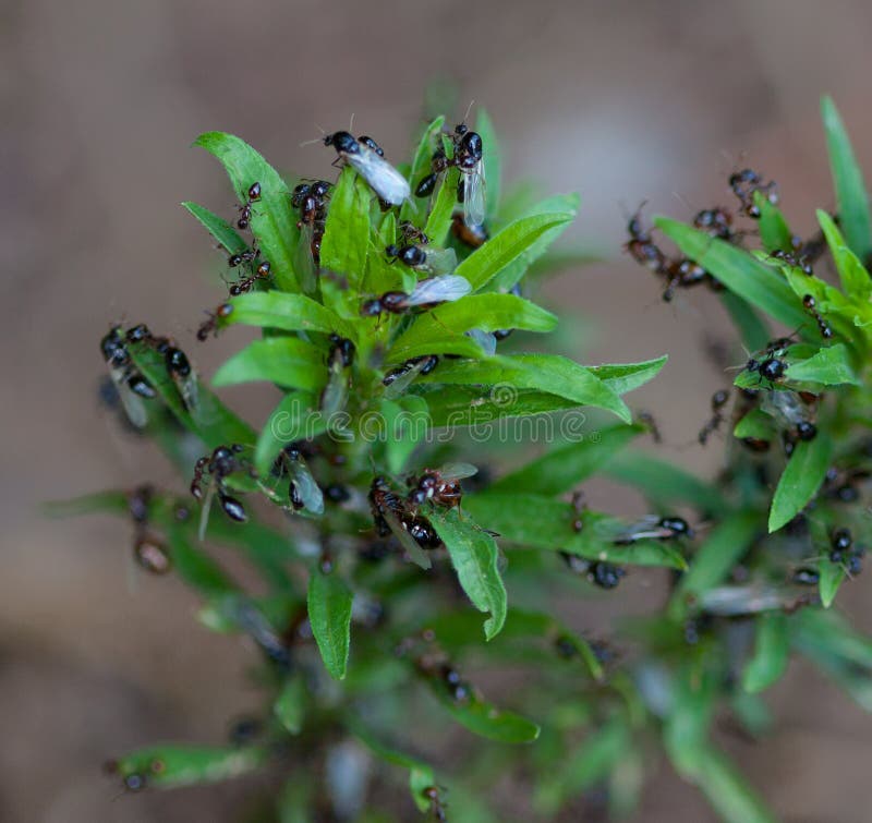 Fourmis de feu photo stock. Image du biologie, groupe - 61824988