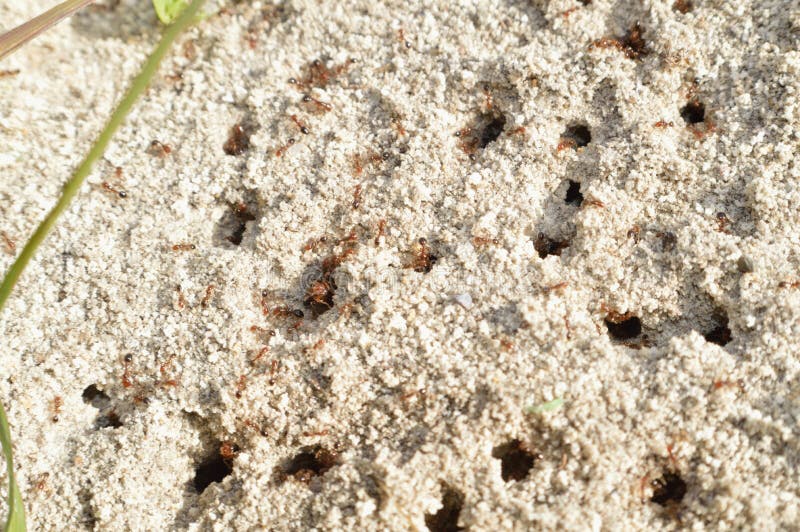 Fourmis De Feu Sur Le Lit De Fourmi Photo stock - Image du ouvrier ...