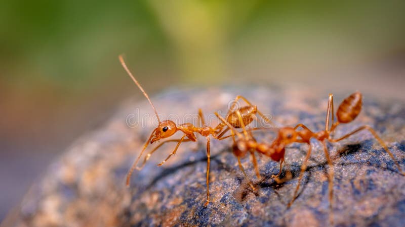 Fourmis De Feu Tropicales De Fourmis Rouges Photo stock - Image du ...