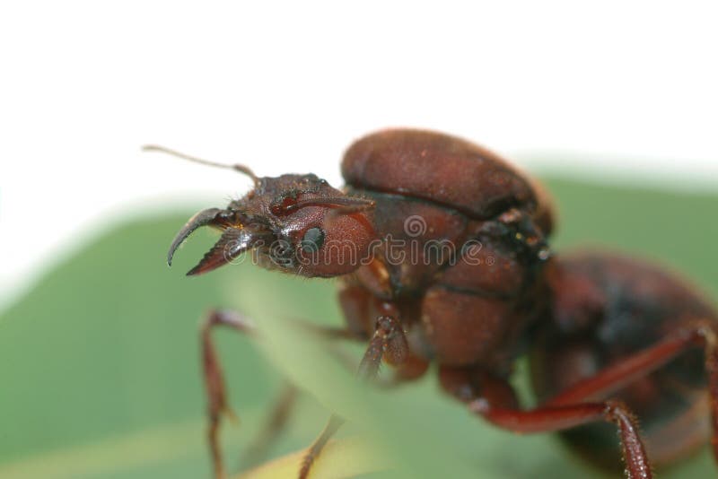 La Reine Des Fourmis Dans La Cour Au Repos Image stock - Image du ...