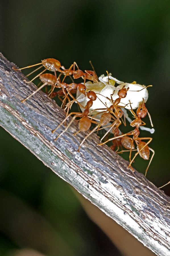 Les Fourmis De Tisserand Mangent La Coccinelle Photo stock - Image du ...