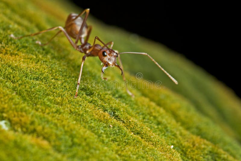 Fourmis De Tisserand De Jungle Photo stock - Image du insectes, vert ...