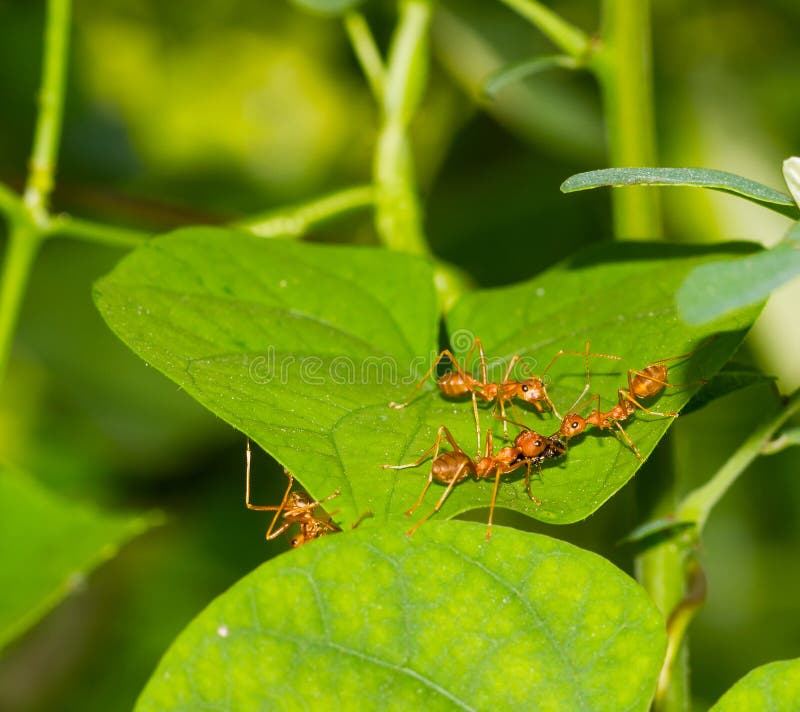 Fourmis et insecte rouges image stock. Image du antennes - 30577581