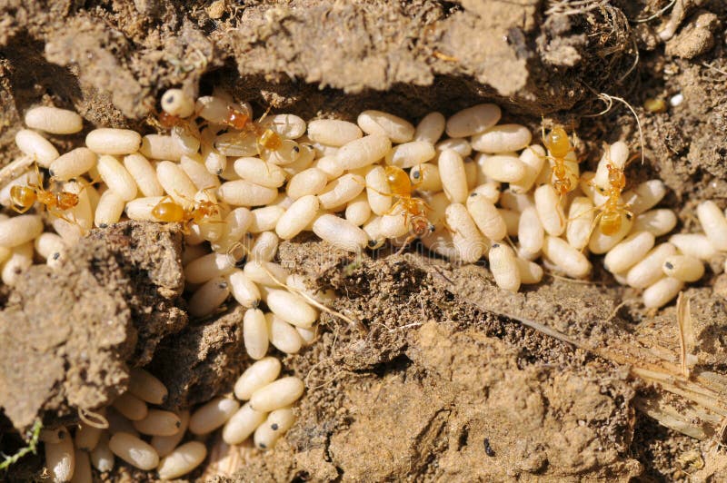 727 Photos de Oeufs De Fourmi - Photos de stock gratuites et libres de ...