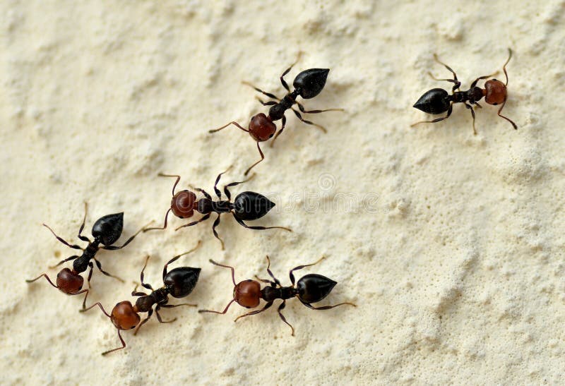 25,815 Fourmis Photos libres de droits et gratuites de Dreamstime