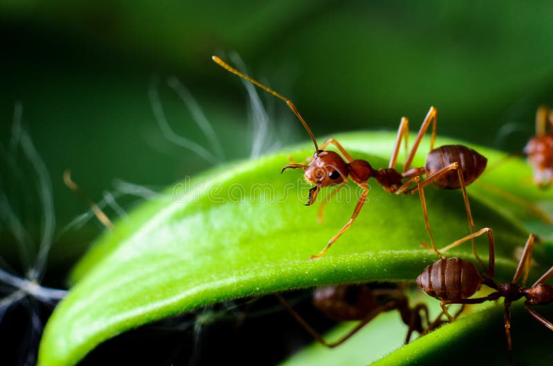 Fourmis rouges image stock. Image du peau, sang, aigu - 13652197
