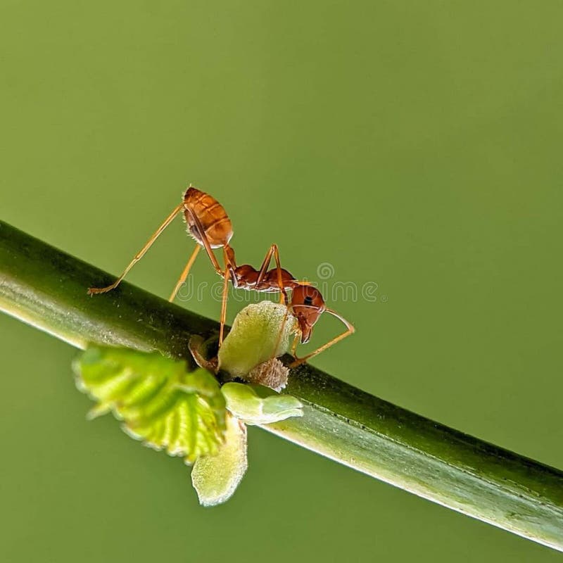 Fourmis Rouges Marchant Sur Des Brindilles Photo stock - Image of ...