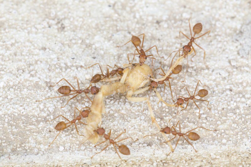 Fourmis Sur Un Tronc D'arbre Sec Image stock - Image du fourmis ...