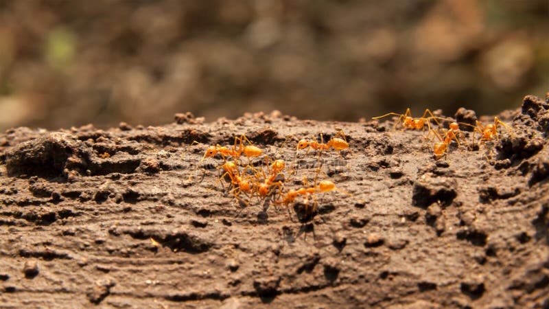 Fourmis rouges sur l'arbre image stock. Image du travail - 53021121