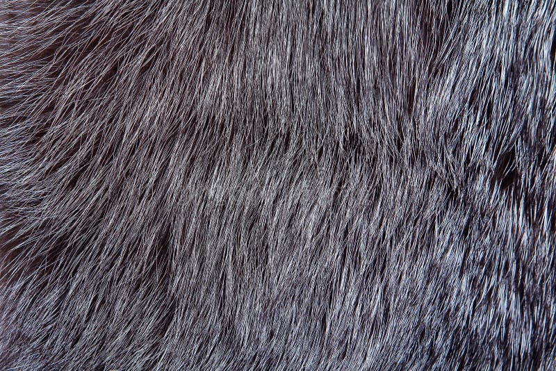 Fourrure photo stock. Image du velu, crabot, doux, macro - 23508638