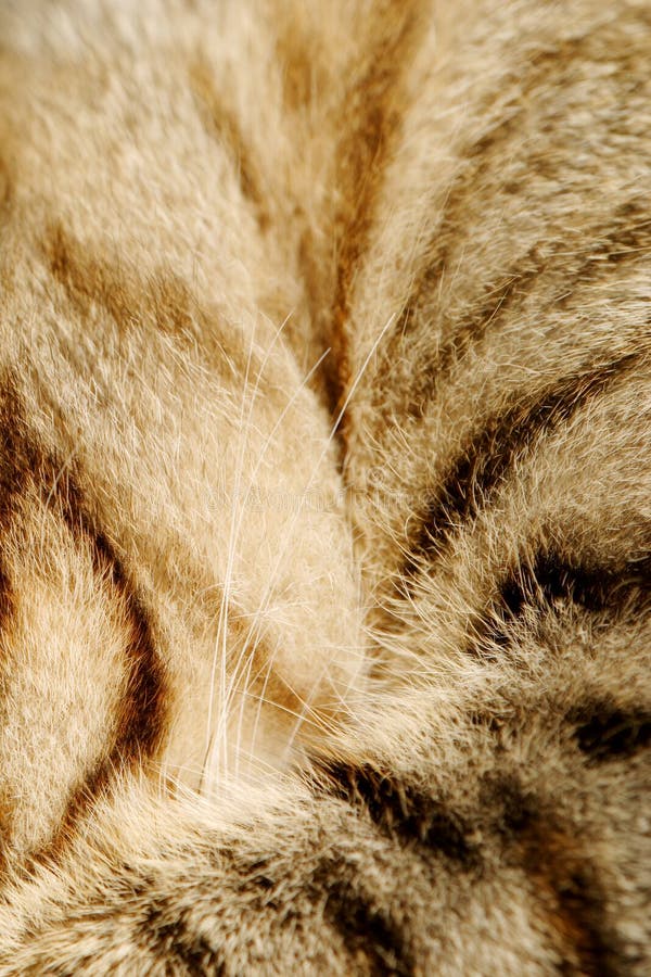 Texture De Fourrure De Chat Photo stock - Image du fourrure, chat: 13699006