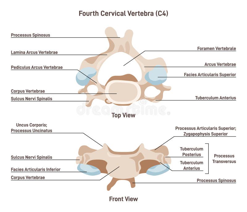 Cervical Spine Anatomy Flat Stock Illustrations – 231 Cervical Spine ...