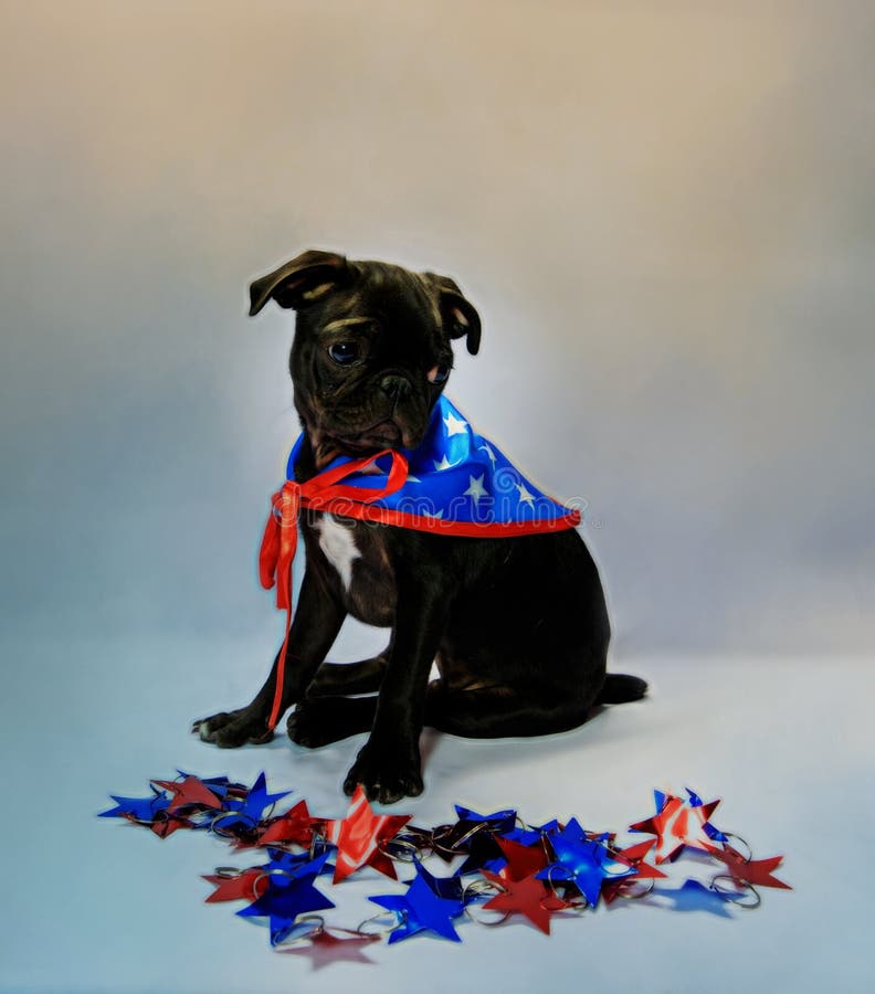 198 Cute Puppy Fourth July Stock Photos - Free & Royalty-Free Stock ...