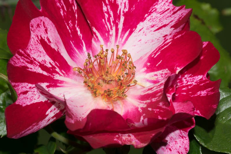 Fourth of July Rose Explosion Stock Photo - Image of rose, white: 95935538