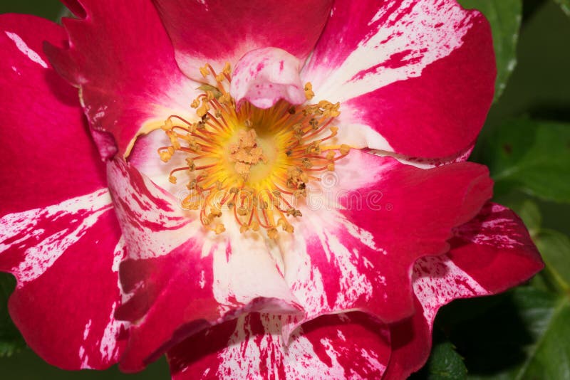 Fourth of July Rose Flower Macro Stock Photo - Image of fourthofjuly ...