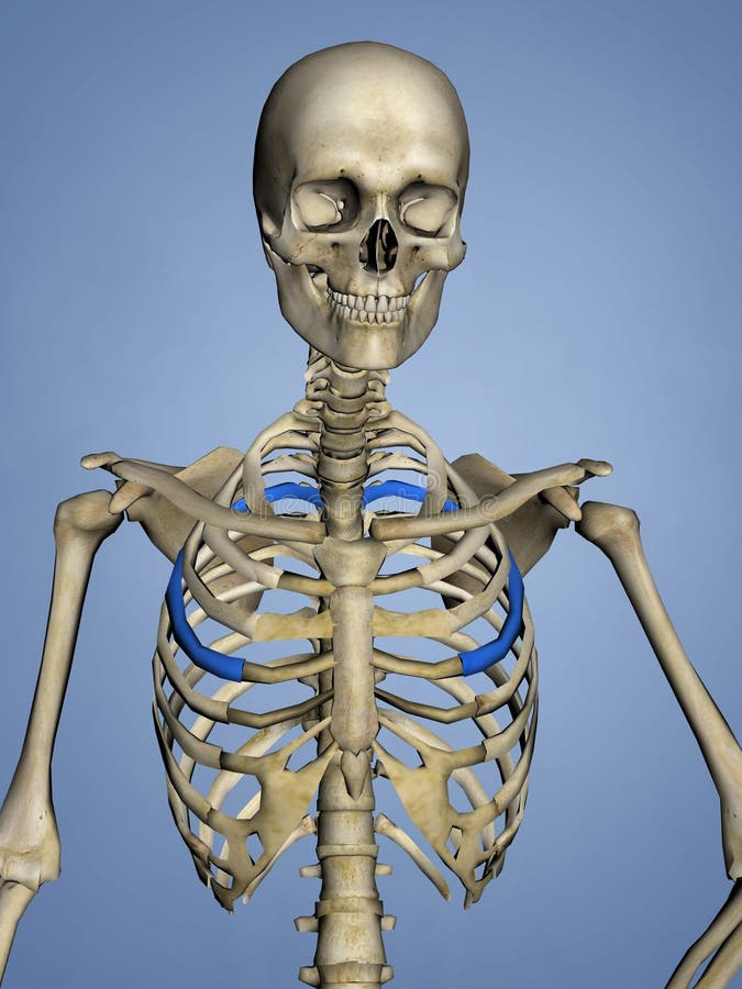 Fourth Rib, Rib Cage, 3D Model Stock Illustration - Illustration of ...