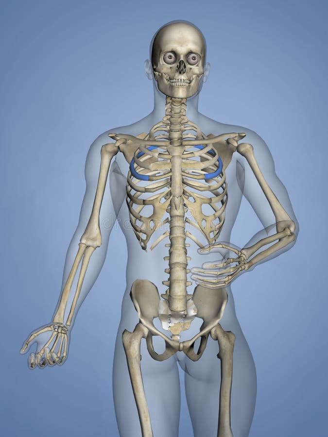 Fourth Rib, Rib Cage, 3D Model Stock Illustration - Illustration of ...