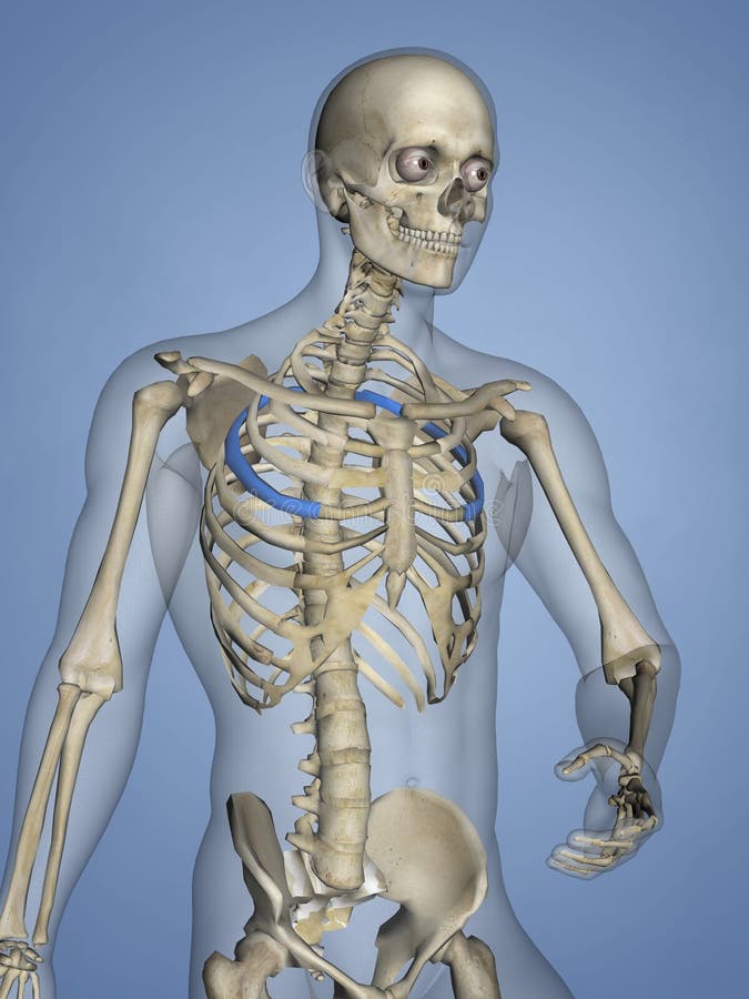 Fourth Rib, Rib Cage, 3D Model Stock Illustration - Illustration of ...